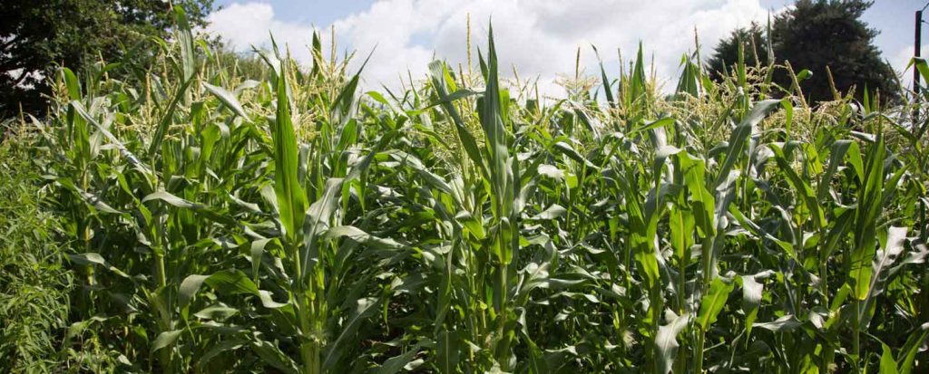 Maízes | Asociación Kokopelli