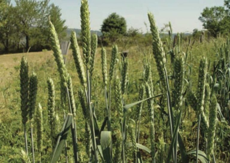 Trigo | Asociación Kokopelli