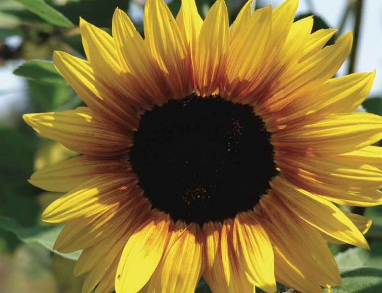 Girasol | Asociación Kokopelli