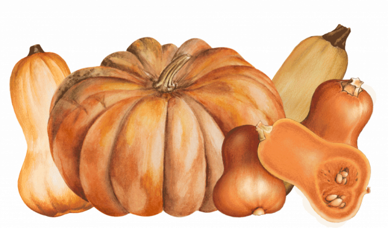 Ayote | Asociación Kokopelli