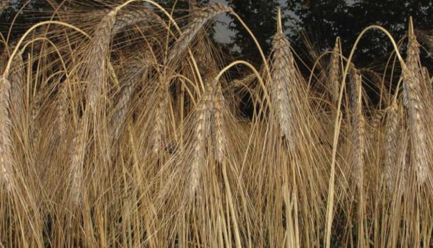 Trigo | Asociación Kokopelli